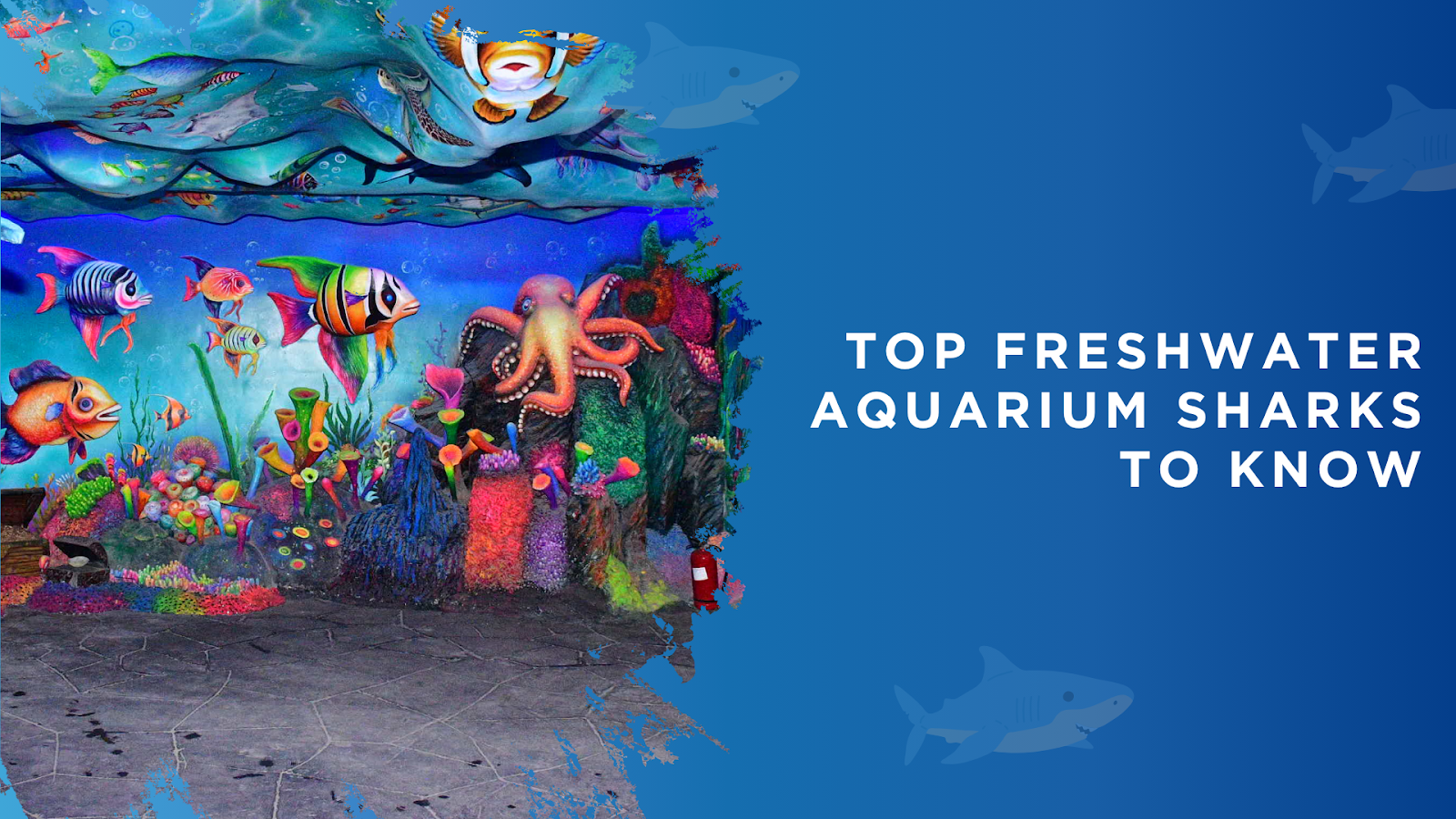 Top Freshwater Aquarium Sharks to Know