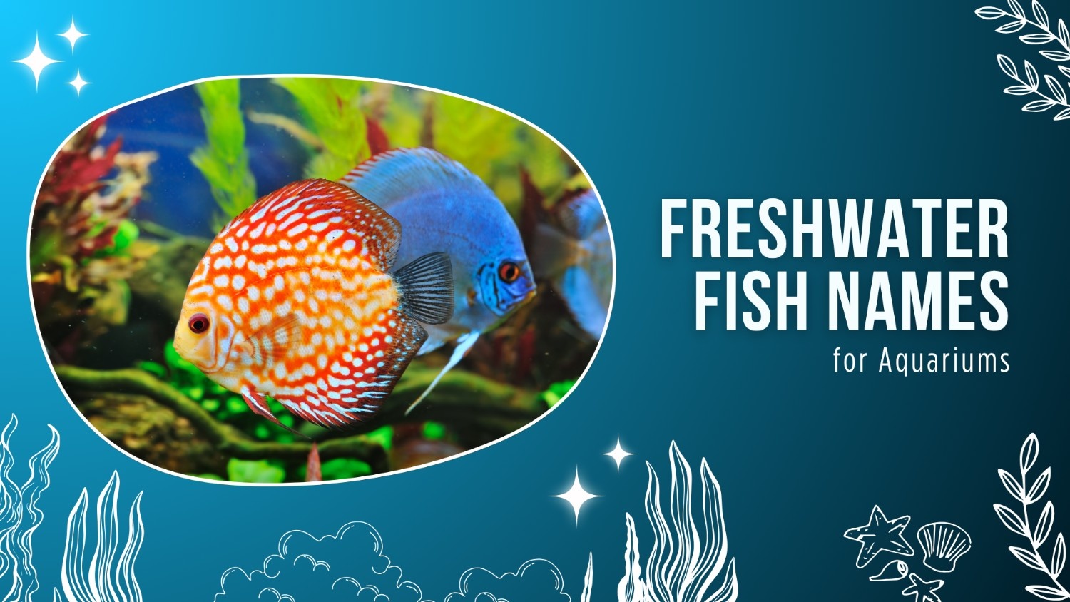 Freshwater Fish Names with Images for Your Aquarium