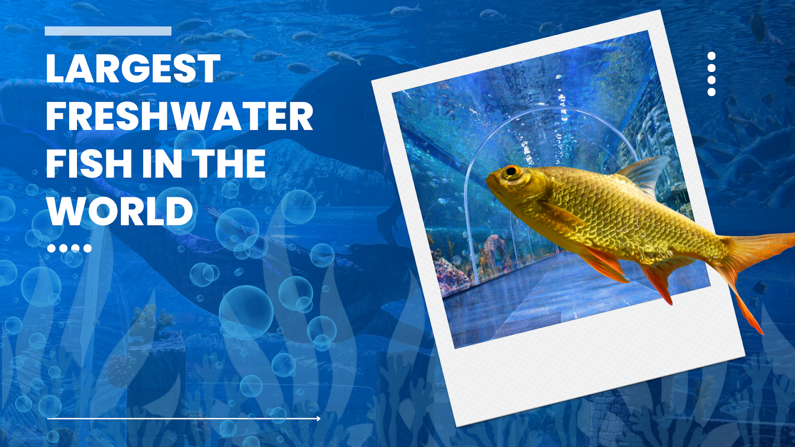 Largest Freshwater Fish in the World in 2025