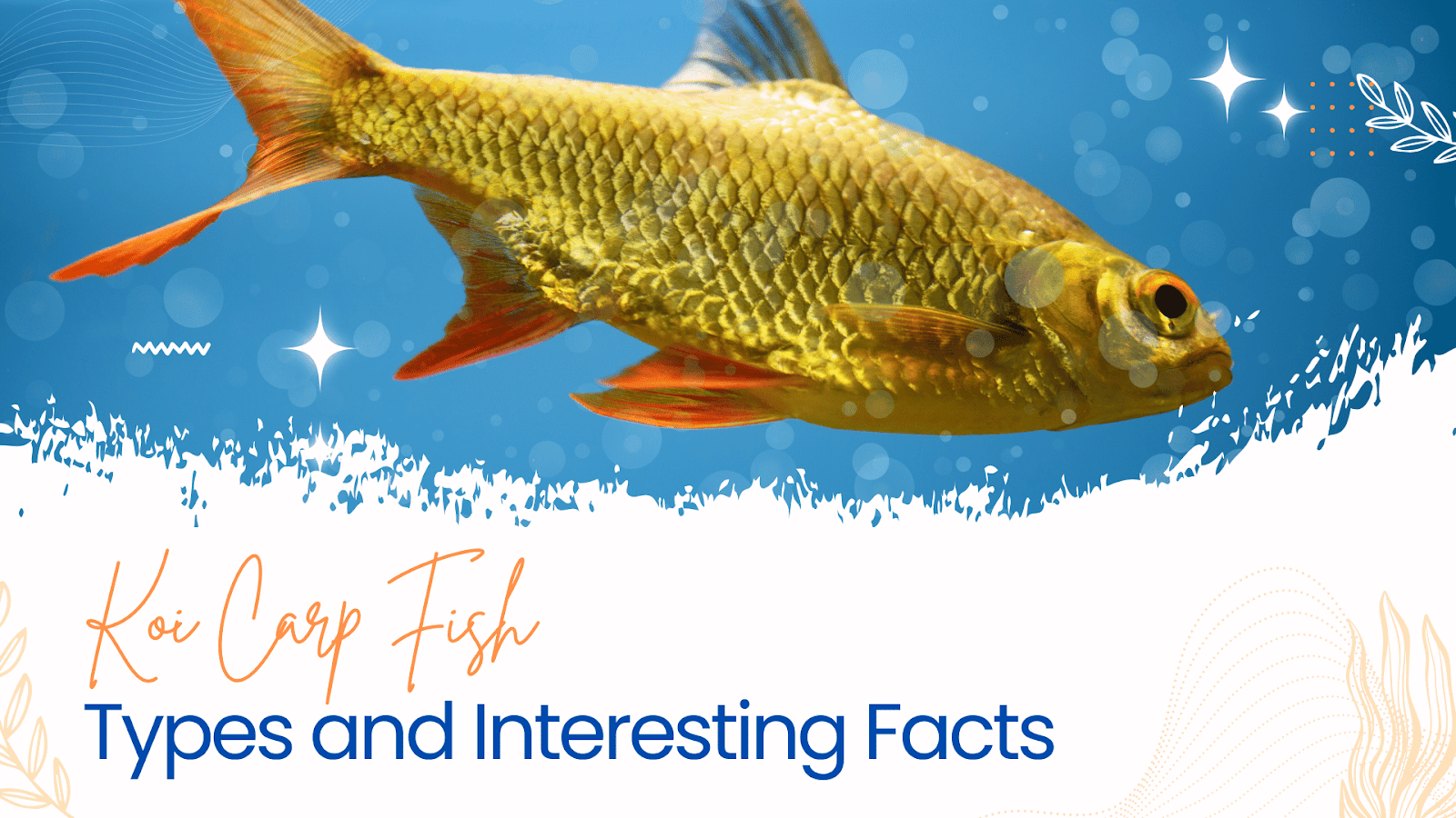 Koi Carp Fish Types and Interesting Facts