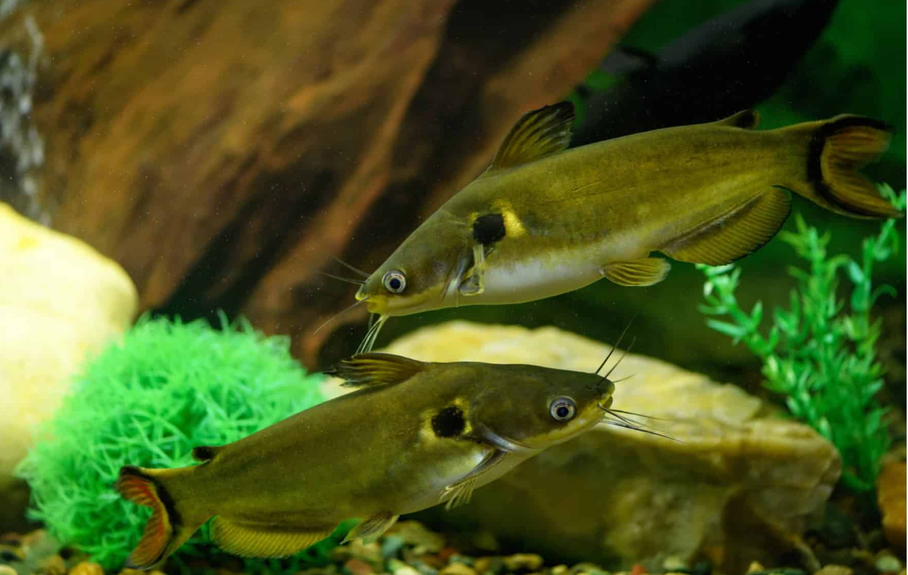 Sun Catfish – Habitat, Diet, Size, and Aquarium Facts