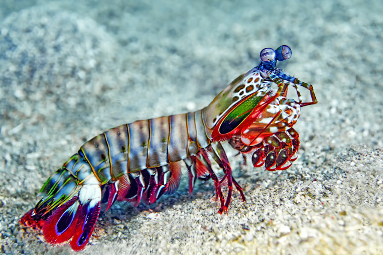 Tiger Mantis Shrimp – Habitat, Vision, Behavior & Hunting