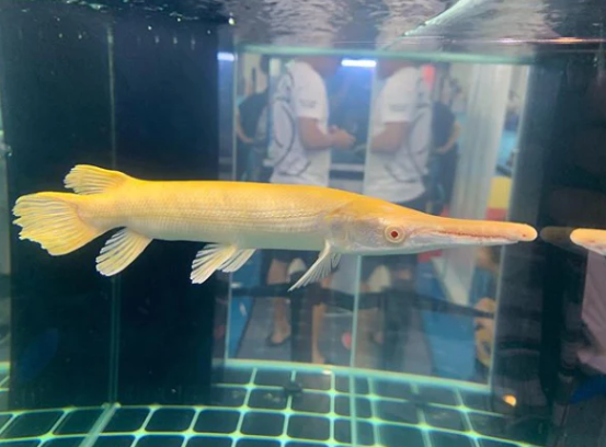 Golden Alligator Gar – Rare Freshwater Predator with Striking Color