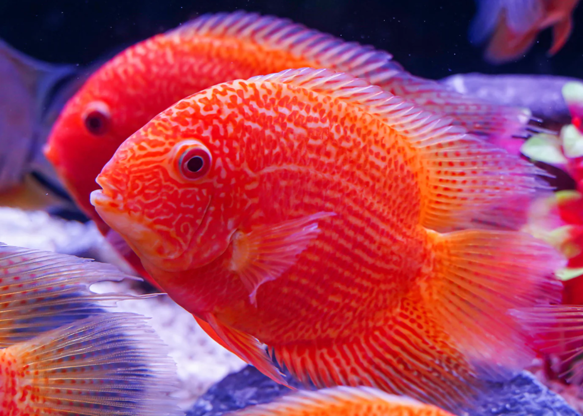 Red Spotted Severum Cichlid – Bright and Peaceful Freshwater Fish