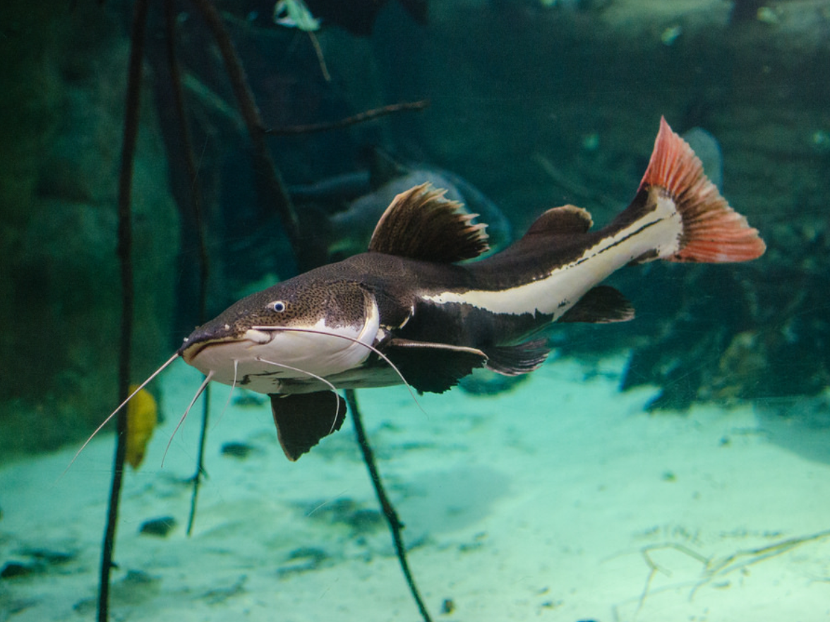 Redtail Catfish – Facts, Care, and Habitat