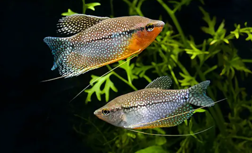 Pearl Gourami – Habitat, Diet, Care & Fun Facts