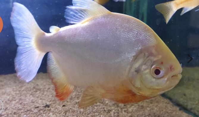 Albino Pacu – Diet, Care, Size, and Interesting Facts