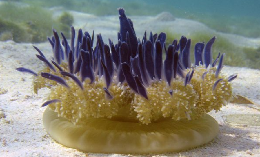 Upside-down Jellyfish (Cassiopea xamachana) – Habitat, Algae Symbiosis ...