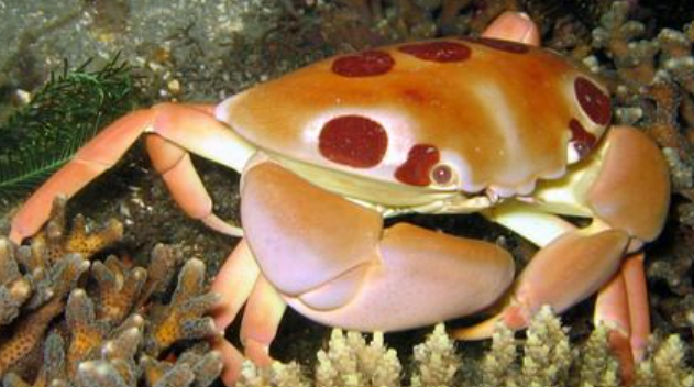 Spotted Reef Crab (Carpilius maculatus) – Habitat, Diet, and Identification