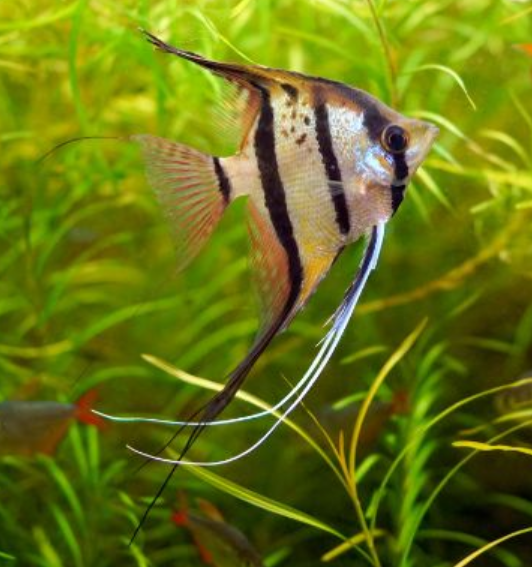 Angelfish – Habitat, Diet, Breeding & Aquarium Care