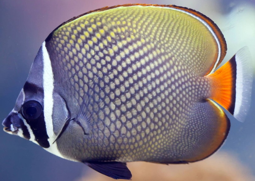 Pakistani Butterflyfish – Appearance, Habitat, Diet & Aquarium Tips