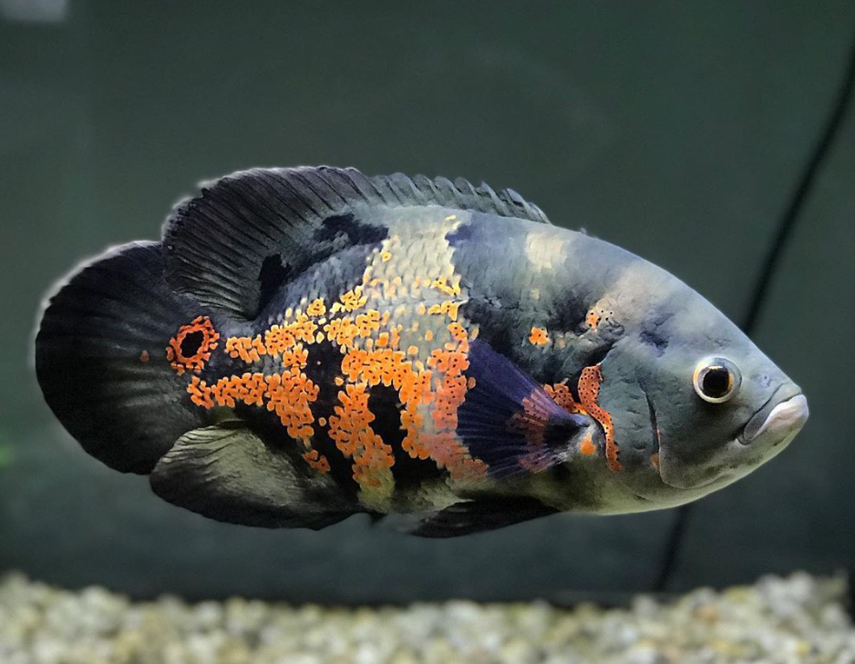 Oscar Fish – Size, Diet, Lifespan & Behavior