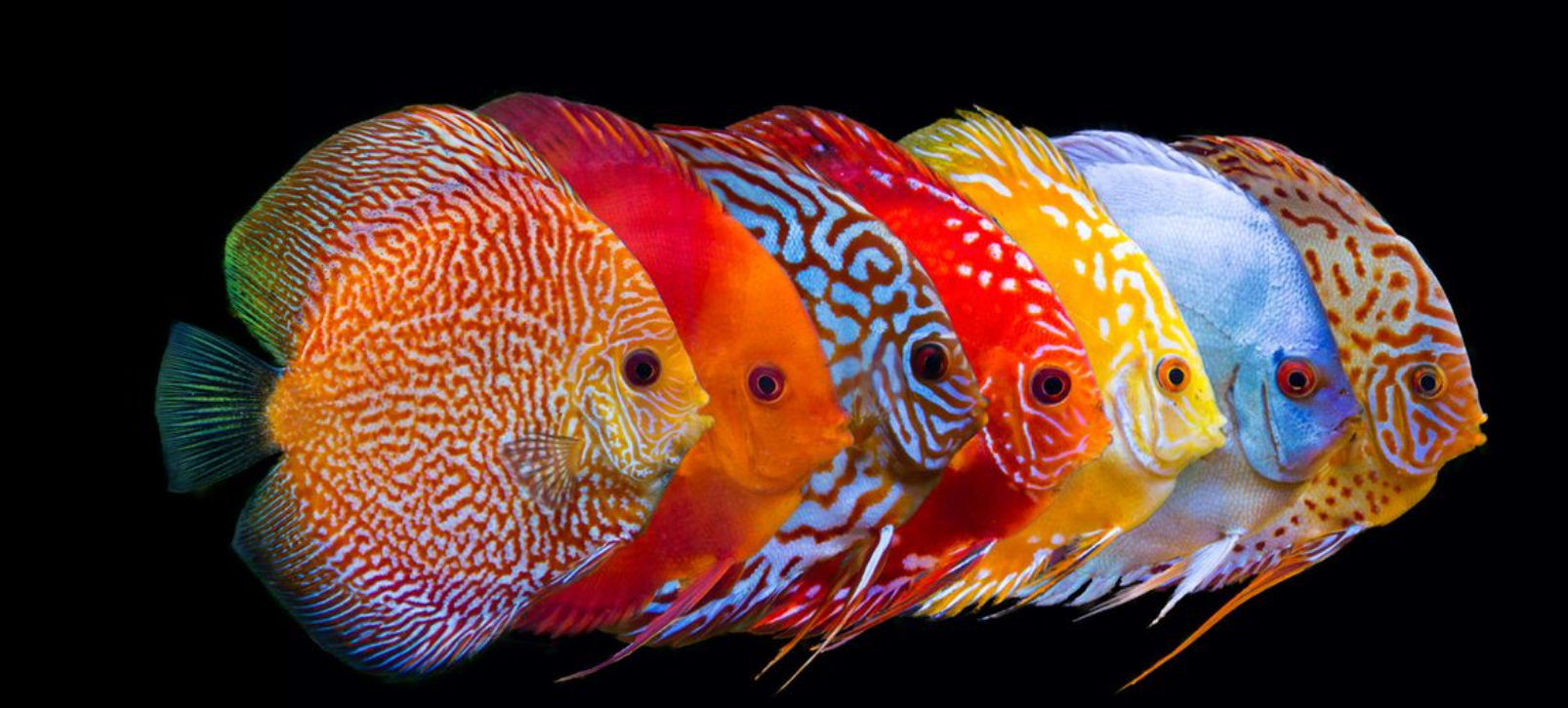 Discus Fish – Care, Diet, Lifespan, Breeding & Habitat