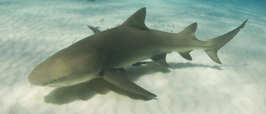 Lemon Shark – Habitat, Diet, Size, and Conservation Status