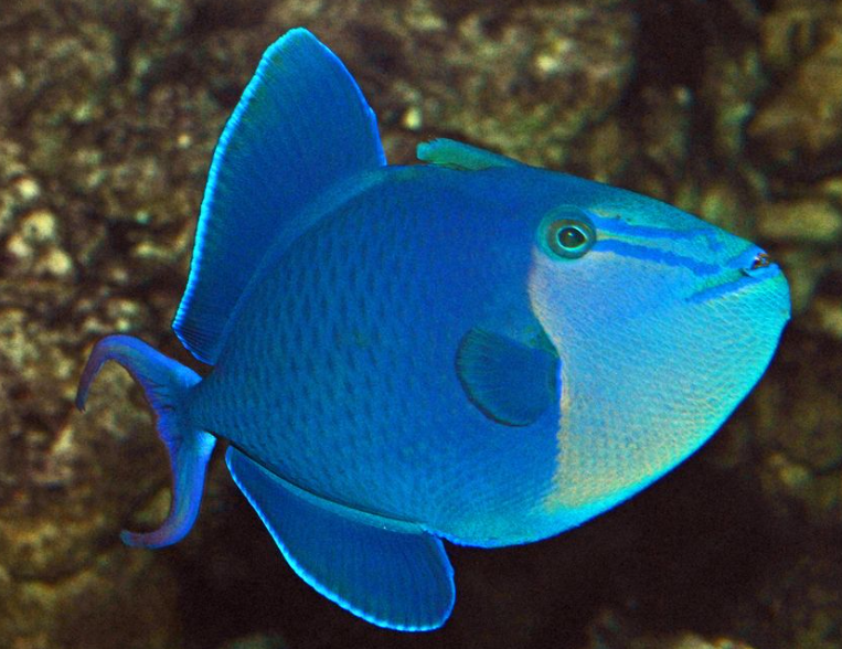Red-toothed Triggerfish – Habitat, Behavior, Diet & Fun Facts