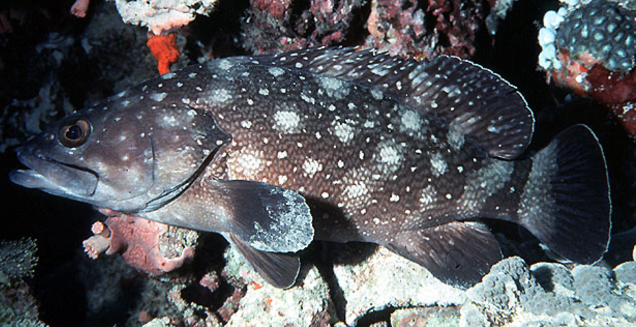 White-Spotted Grouper – Habitat, Size, Diet & Facts