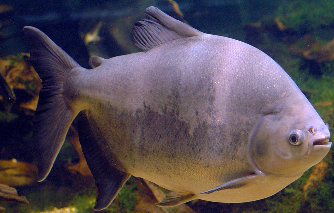 Black Pacu – Size, Habitat, Lifespan, Diet & Interesting Facts