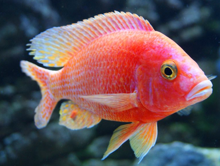 Fire Fish Dragon Blood Cichlid – Care, Size, Lifespan & Diet