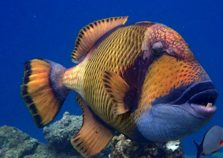 Titan Triggerfish – Habitat, Size, Diet, Behavior & Lifespan