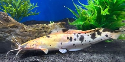 Marble Clarias Catfish – Size, Lifespan, Habitat, Behavior