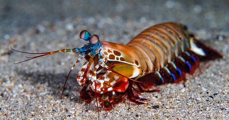Tiger Mantis Shrimp – Habitat, Vision, Behavior & Hunting
